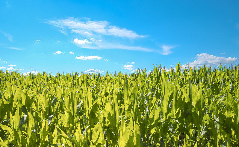 The Secret Behind the U. S. Corn Belt | Jane Takes On History